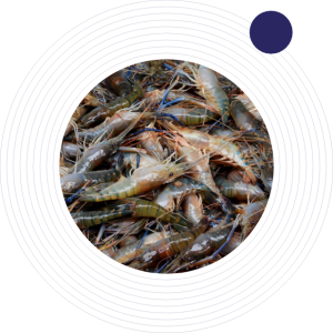 Global Shrimp Council